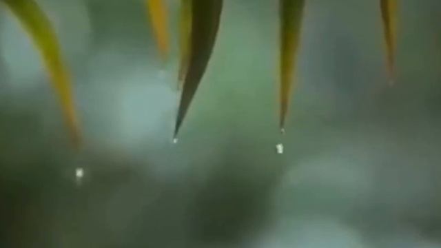 Традесканция