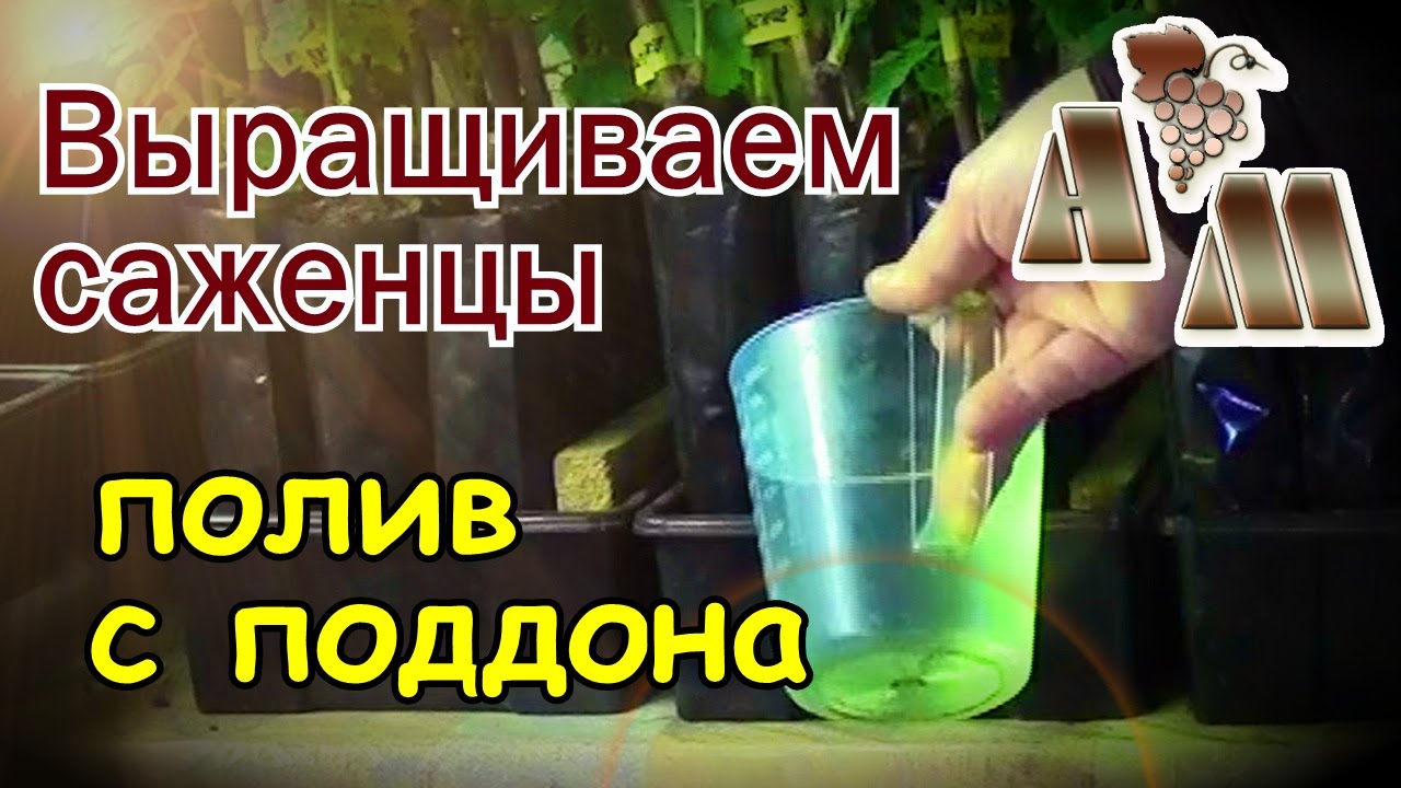 ? Выращивание саженцев винограда в емкостях - 1. Как поливать саженцы снизу (с поддона)