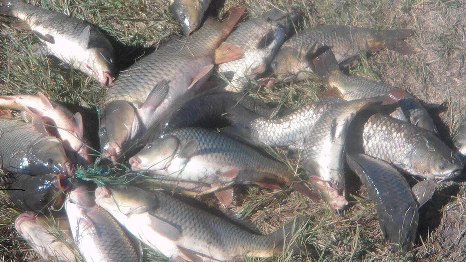 ловля карпа на реке Сал в Ростовской области