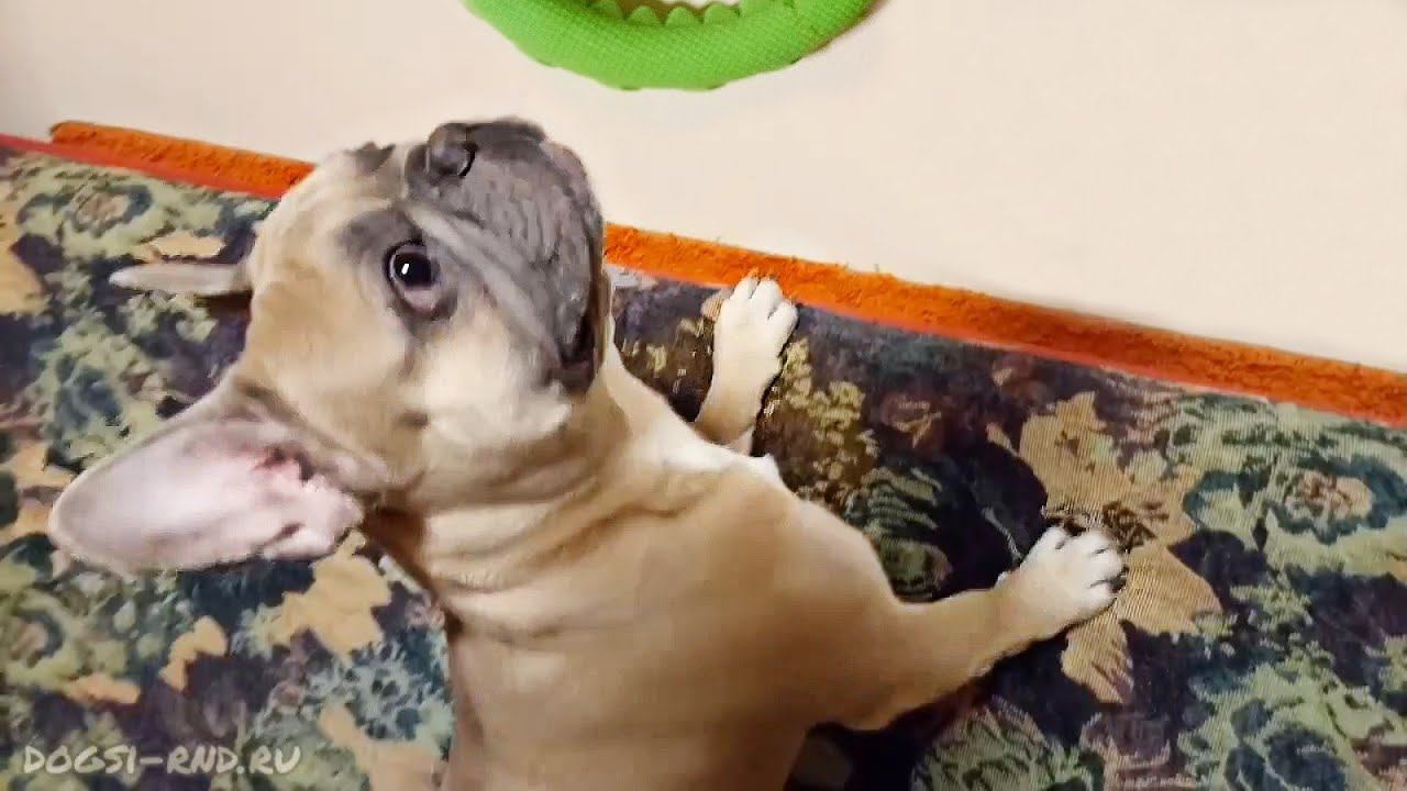 И вот это вот всё у нас вместо еды. Жорик - не обжорик ))