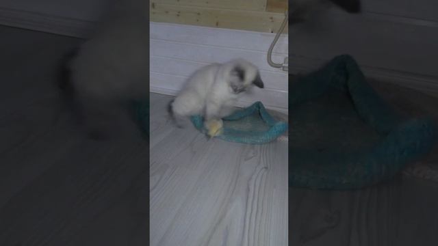 У кого-то есть Цыпленок, а кому-то не досталось?/ Невские маскарадные Кошки?