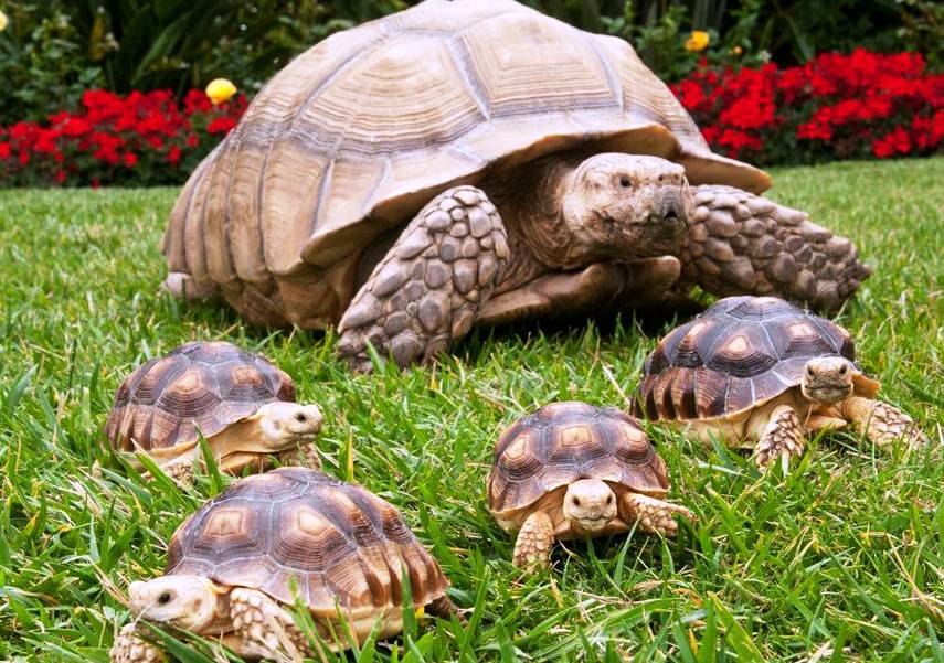 К.Сен-Санс. Карнавал животных.4.