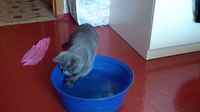 Кот Оливер ловит рыбку в тазу