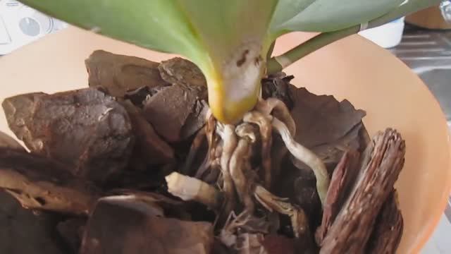 корни и листья желтеют у орхидей, что делать?