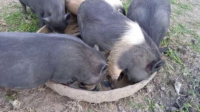 Вьетнамские поросята, наши домашние !!!!!