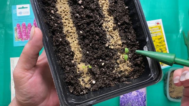 РЕЗУЛЬТАТЫ ТРЁХНЕДЕЛЬНОЙ СТРАТИФИКАЦИИ СЕМЯН ПРИМУЛЫ, ЛАВАНДЫ, АЛИССУМА И ДЕЛЬФИНИУМА.