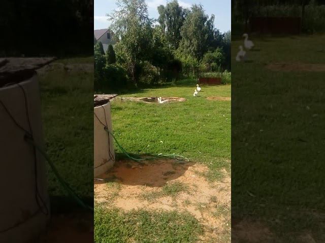 Гусак с гусыней принимают ванну