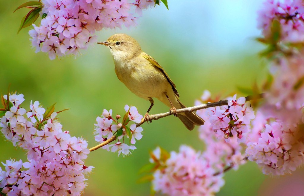 "РАССВЕТ".Репетиция пьесы-импровизации.Исполняет автор — Елена Артёменко. Запись: ноябрь, 2016 года.