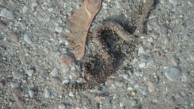 Дождевой червь