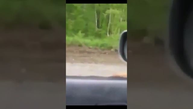 funny bears10#shorts./забавные мишки