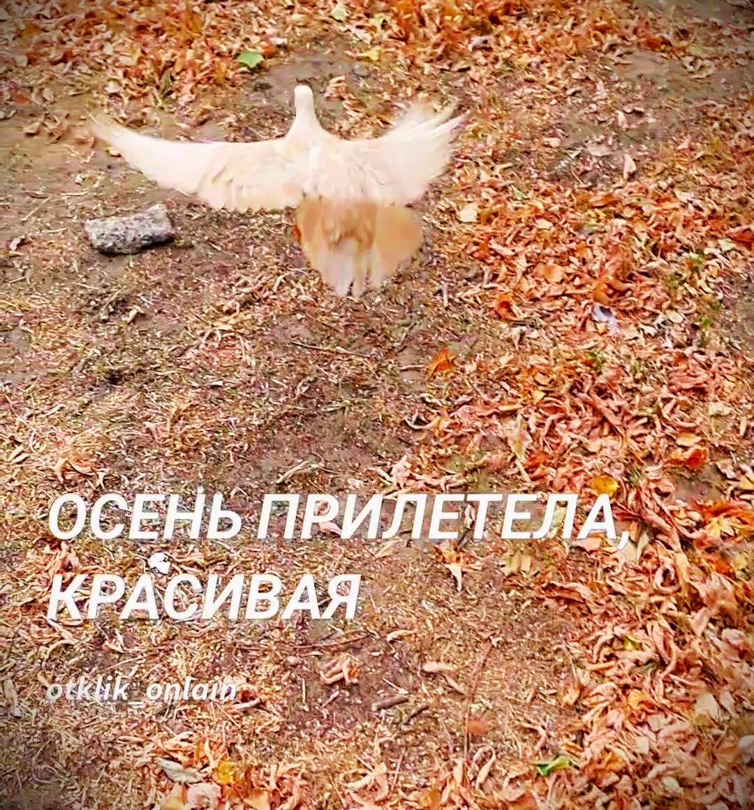 #Московская #осень.
#Замедленное #видео
Необычный голубь под цвет осенней листвы