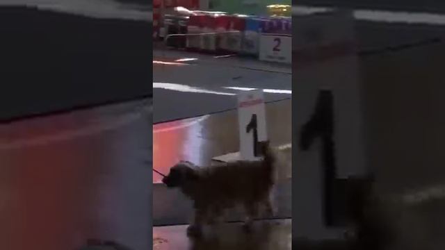 Выставка собак Мурманск 2019