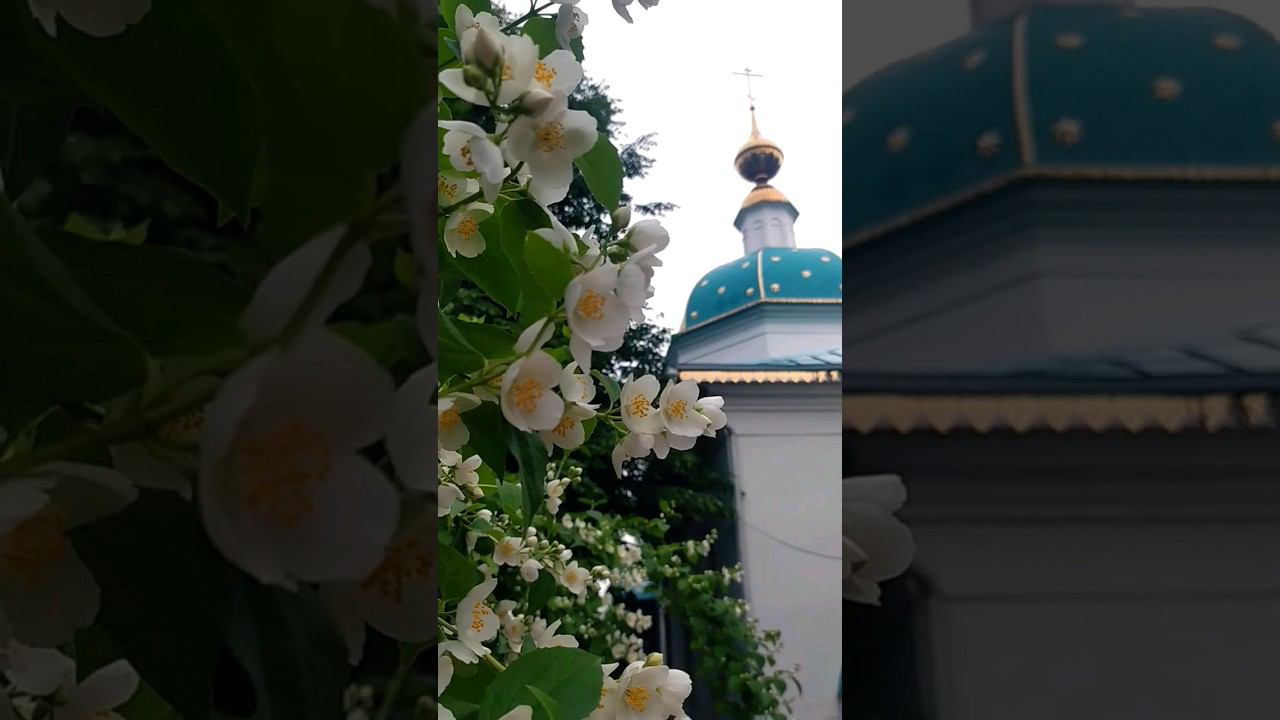 Жасмин зацвел