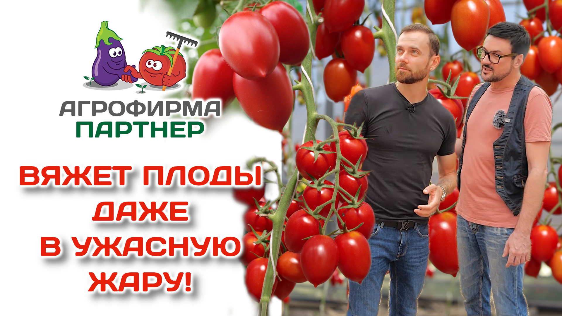 Вяжет плоды даже в ужасную жару! Стрессоустойчивый томат Джур-Джур