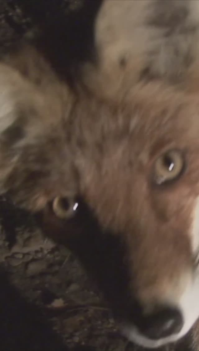 ЛИСЁНОК И СОСИСКА