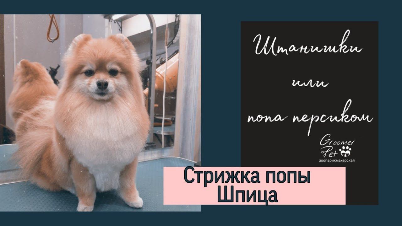 Как подстричь Шпица.  Штаны.