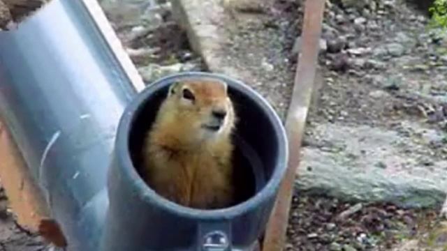 ♫ группа АРМАТУРА - КАДЫКЧАН