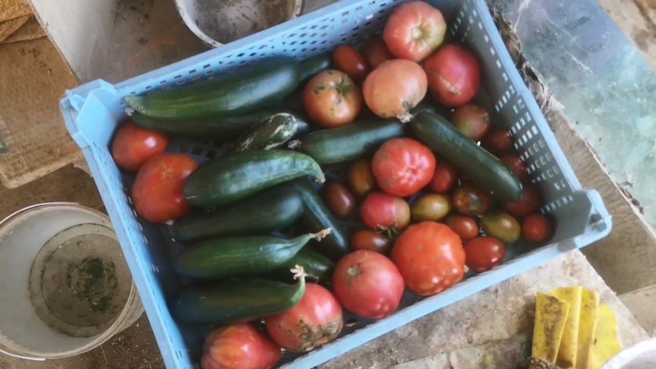 Бесплатные корма для птицы и другой живности на Подворье