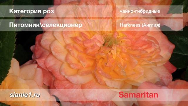Rose Samaritan Harkness.