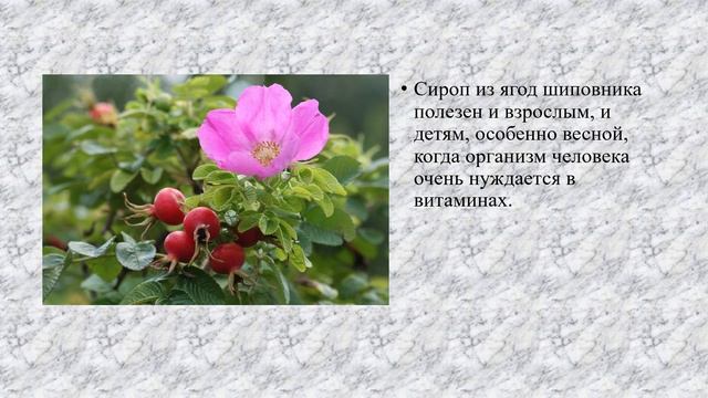 Лекарственные растения природоведение 6 кл.mp4