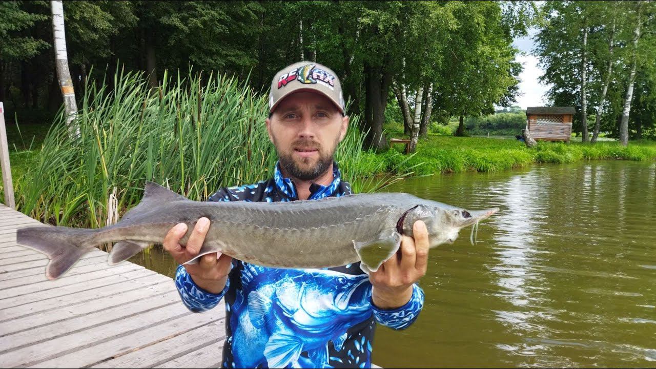 Рыбалка на осетра летом . Ловля на удочку БЕЗЛИМИТ.