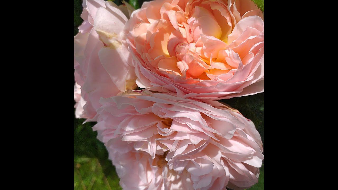 РОЗЫ отечественные, срезочные, эфиромасличные, разные. ЦВЕТУТ! Прогулка 24.06.24 г.