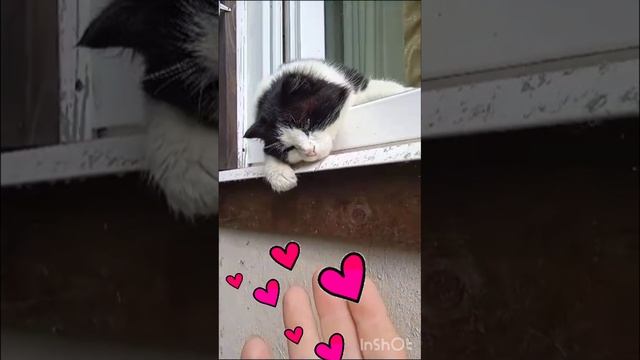 Знакомая ладонь творит чудеса с котом