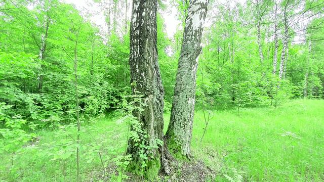 Лишайник на дереве