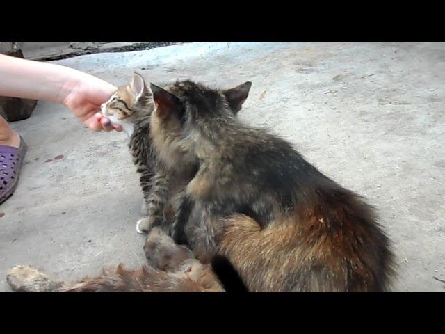 Маруси родила пятерых маленьких котят,  но остались только двое.