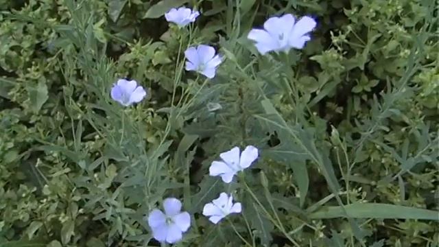 Процесс посадки и обработки льна - Цвет льна (08)