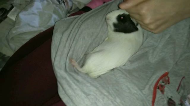 МОРСКАЯ СВИНКА СПИТ НА РУКАХ. ПРОСТО  МИЛОТА