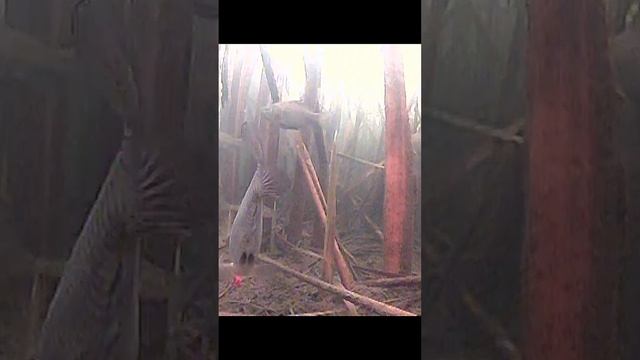 Подводная съемка! Почему карась не съел мотыля? #рыбалка #shorts #карась #ловлярыбы #зимняярыбалка