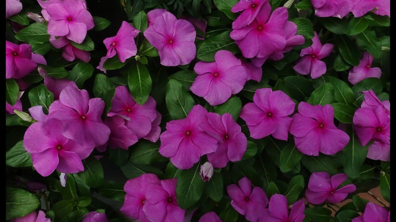 Выращивание катарантуса от посева до цветения.