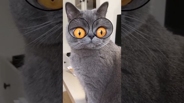 Я думаю, что носить очки - это круто, разве ты так не думаешь?