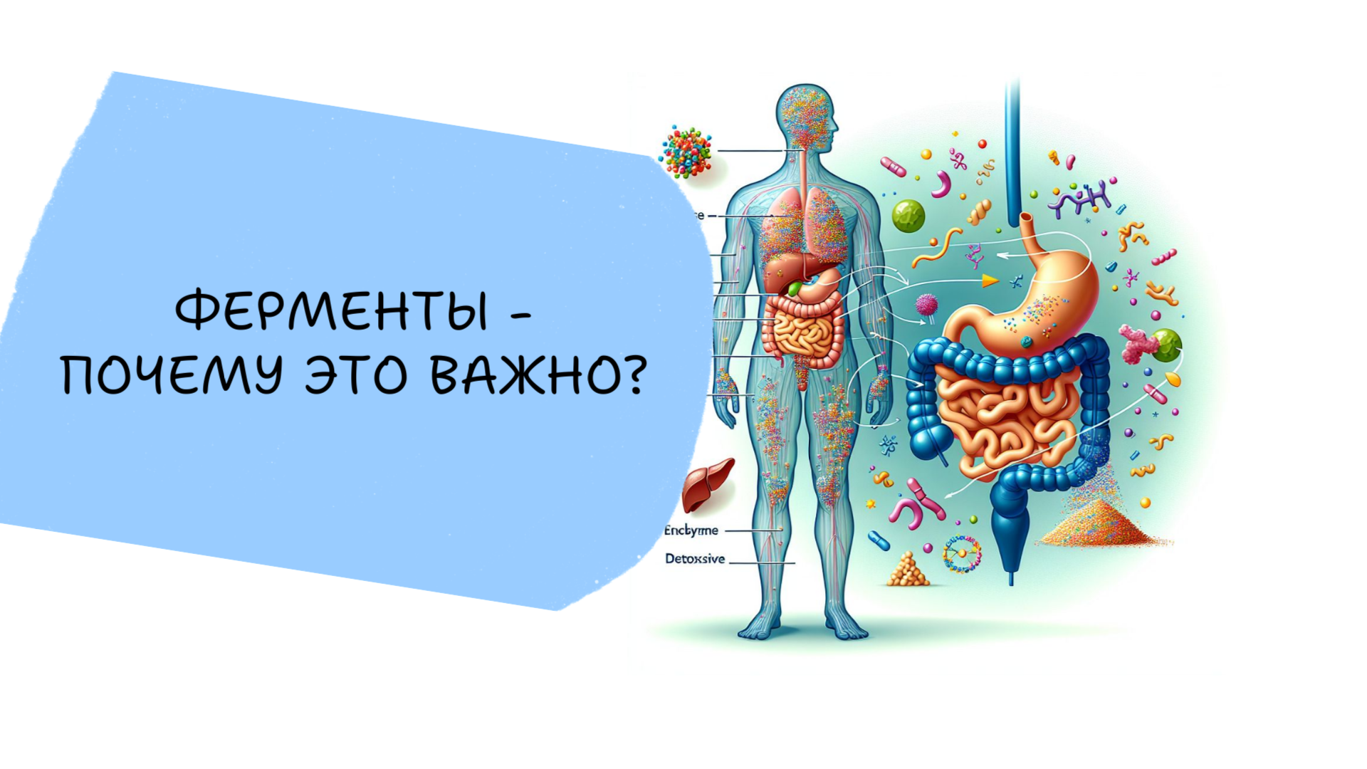 Ферменты - почему это важно! Ответы на все вопросы.