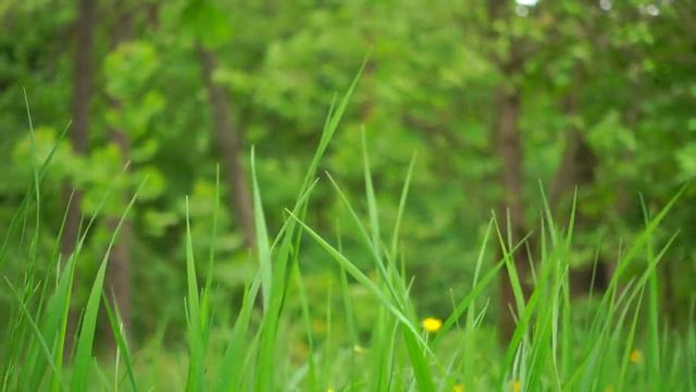 Пение птиц на лугу в теплый летний день