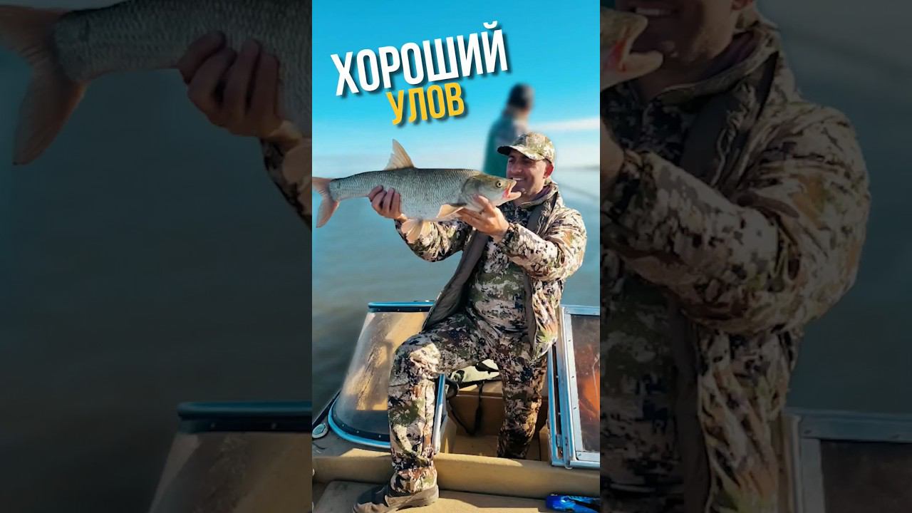 Отличный улов! Выловили много рыбы! #охотарыбалка #рыба #ловлярыбы #жерех  #накрючке #рыбалка