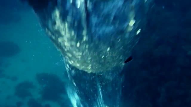 Человек-амфибия: буктрейлер