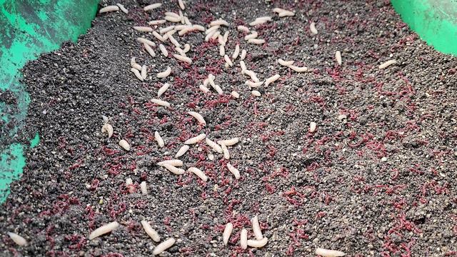 20кг за 4 часа