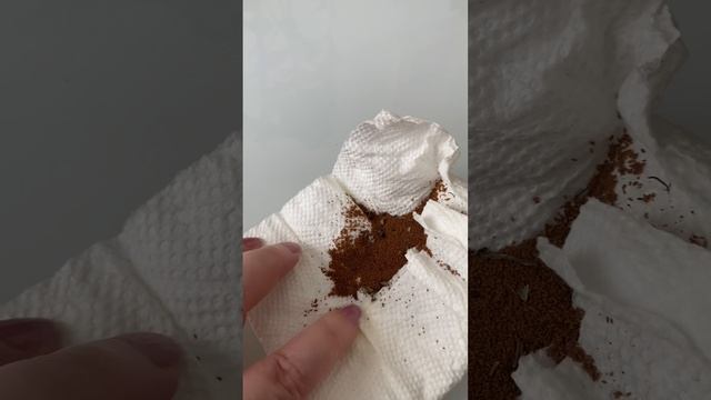 Выращиваем лобелию кардинальскую из семян