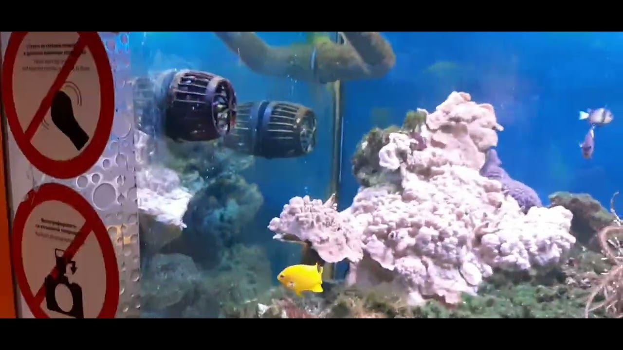 Аквариум. Водный мир.Зоопарк.Питер2024.♻️[OlgaPak]