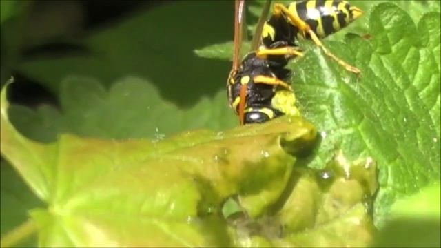 Кушающая оса и наглая муха.