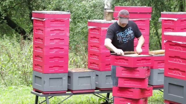 Гибридные пчелы бакфаст в работе Беларусь.mp4