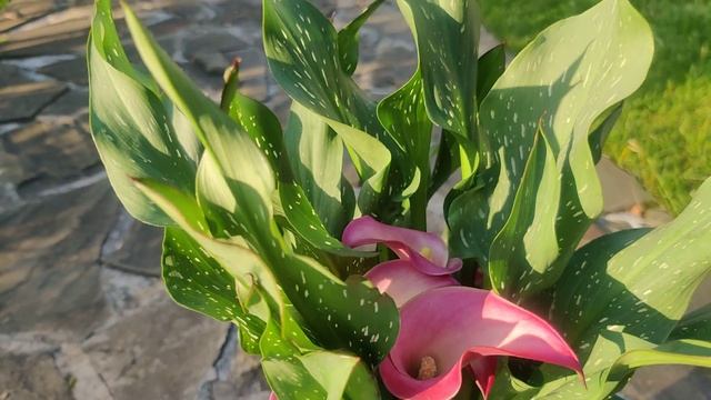 #ЦветыВместе Callalucious (Calla Lyly) Калла микс