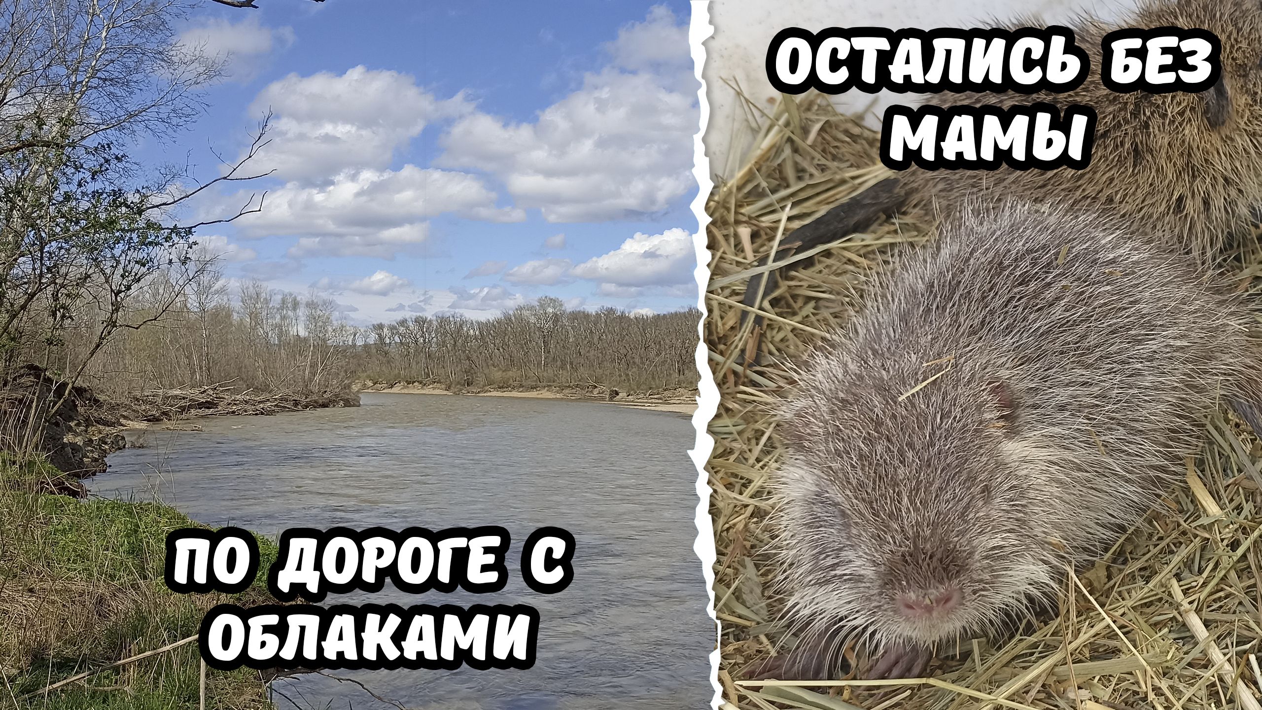 Пришлось забрать малышей / Прогулка по весеннему лесу