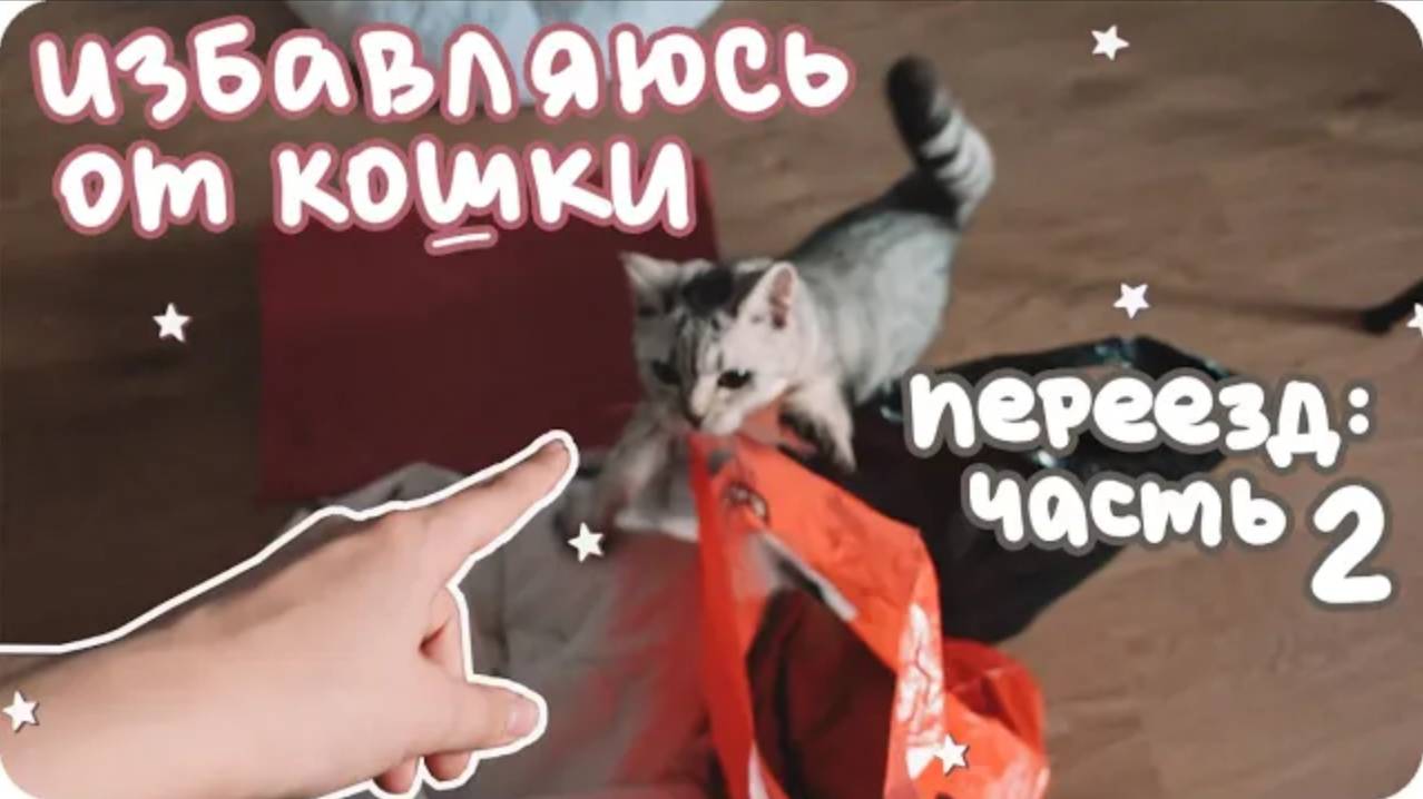 Избавляюсь от ненужных вещей. Продаю кошку | Переезд: часть 2