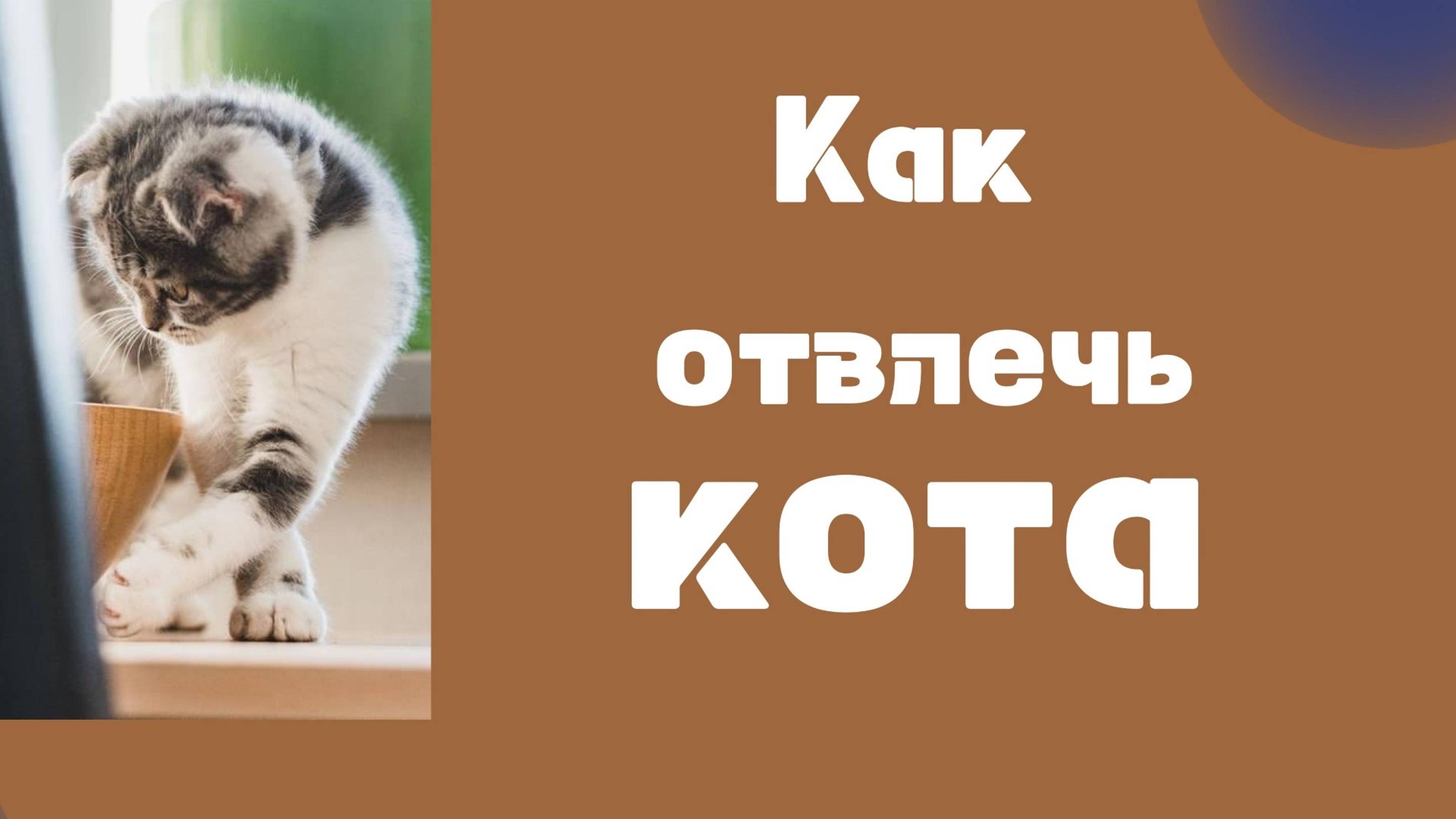 Как развлечь кота, чтобы он не скучал. #какделаваши #чтоядумаюобэтом #чтоязнаюпросебя