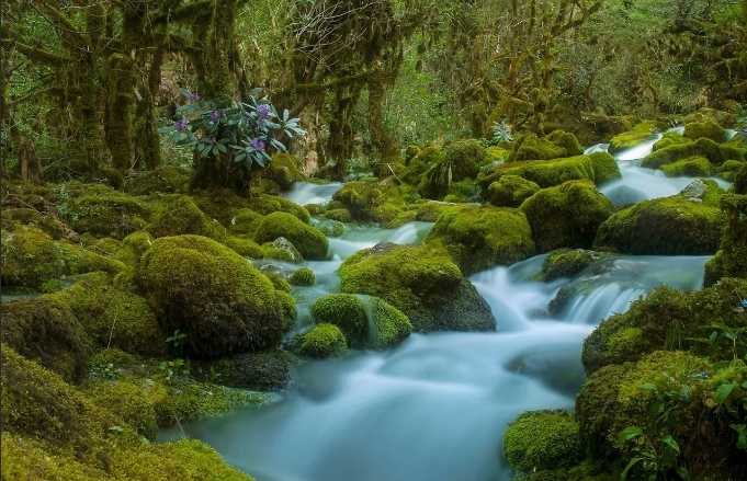 Пение соловья у лесного ручья, успокаивающие звуки природы ✦ Пение Птиц ✦ Relaxing