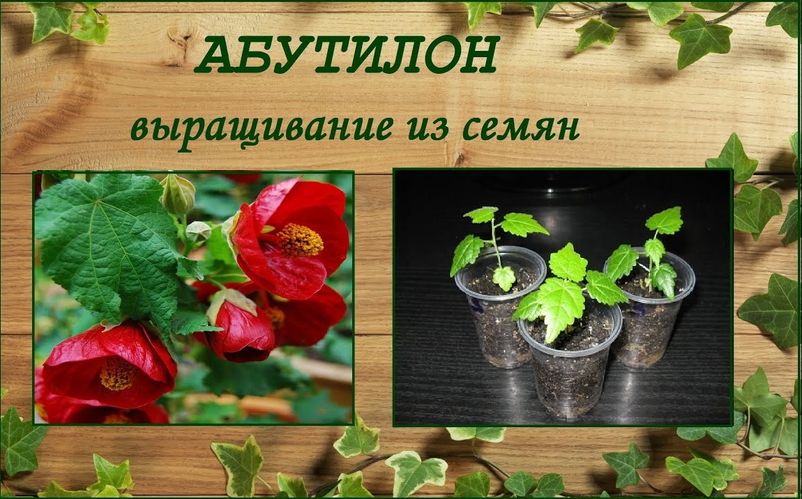 Абутилон (комнатный клен) выращивание из семян от посева до цветения