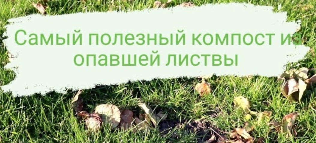 Самый полезный компост из опавшей листвы.